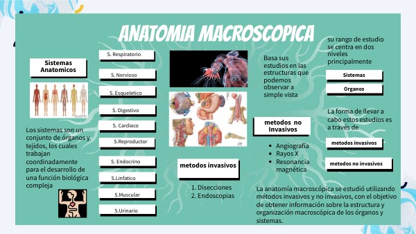 Mapa De Ruta De La Usmle Anatomía Macroscópica