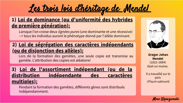 Les lois de Mendel