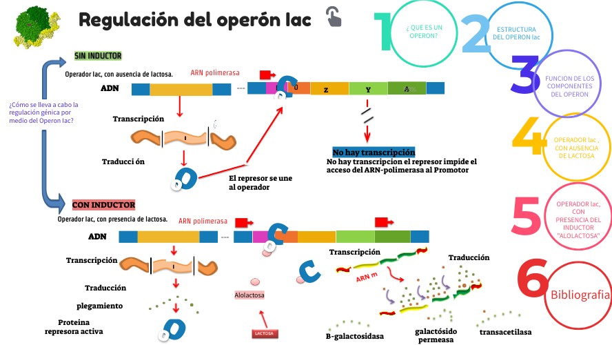Regulación del operón lac