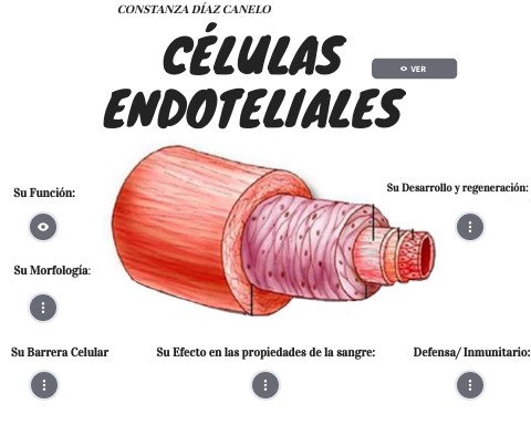 Células Endoteliales - Constanza Díaz Canelo