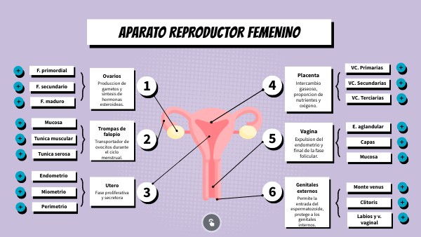 APARATO REPRODUCTOR FEMENINO