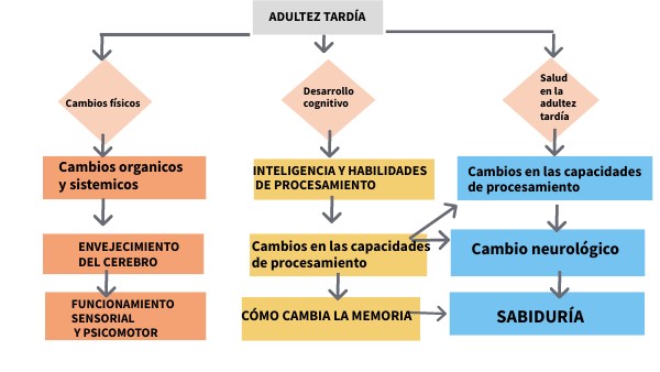 Cambios físicos, desarrollo cognoscitivo y salud en la adultez tardía