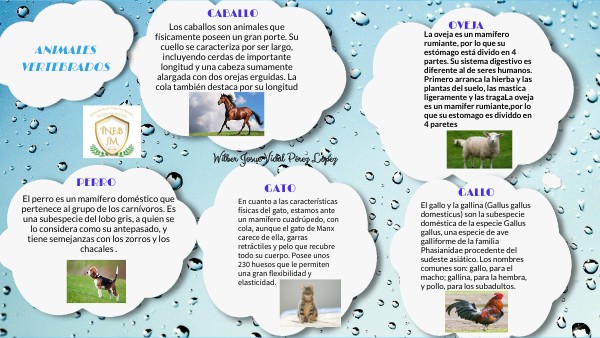 organizador grafico de los animales vertebrados