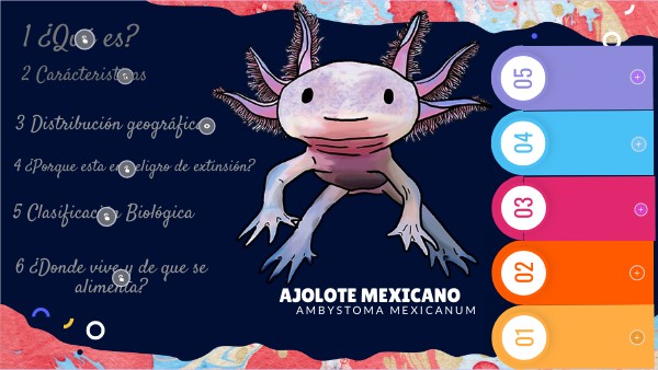 Infografía- Ajolote Mexicano