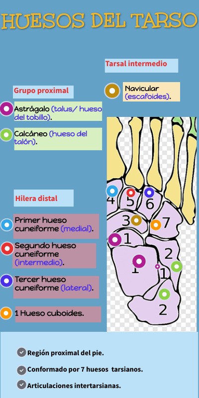 INFOGRAFÍA HUESOS DEL TARSO Y METATARSIANOS