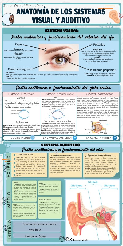 Reto 3 - Anatomía de los sistemas visual y auditivo