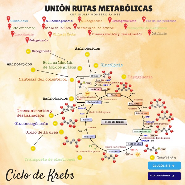 Unión rutas metabólicas