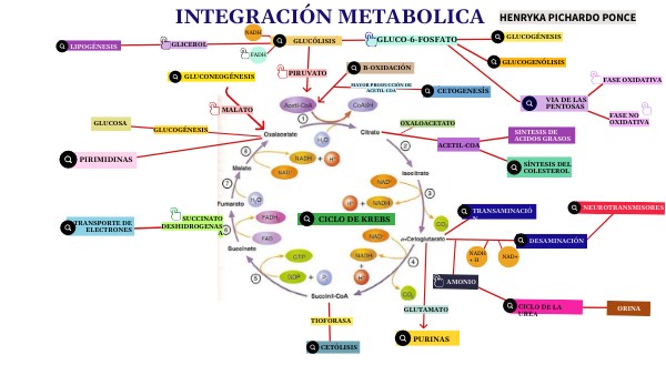 Integración metabólica