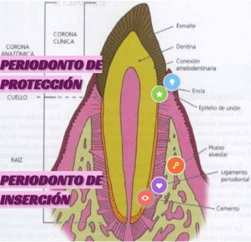 PERIODONTO DE INSERCION Y DE PROTECCION