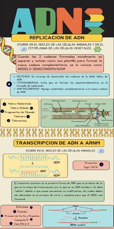 INFOGRAFÍA ADN