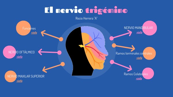 Ramas Del Nervio Trigémino