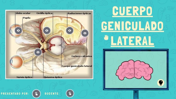 CUERPO GENICULADO LATERAL