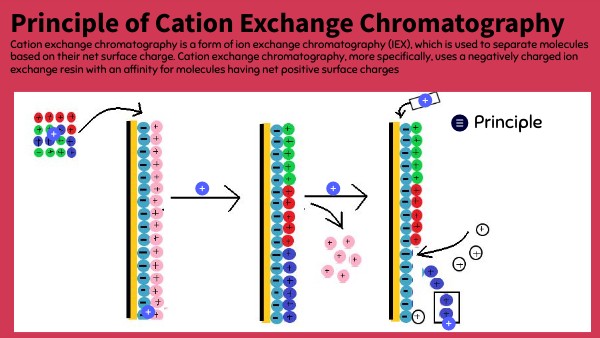 Principle of Cation Exchange Chromatography