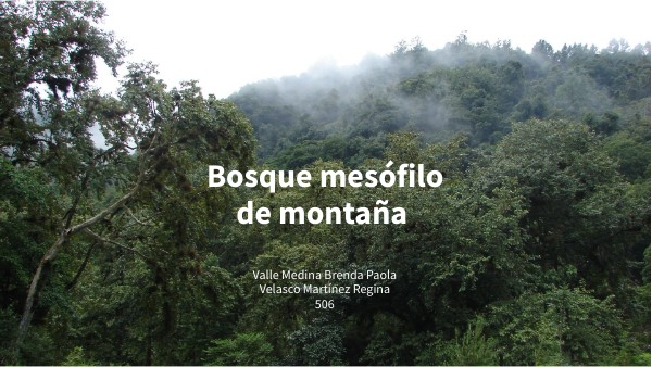 Bosque mesófilo de montaña