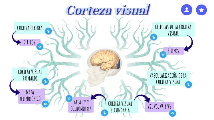 MAPA MENTAL CORTEZA VISUAL