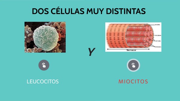 Infografía Leucocitos y Miocitos