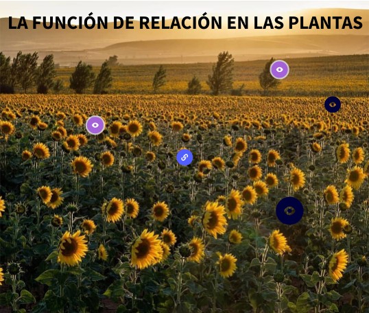 LA FUNCIÓN DE RELACIÓN EN LAS PLANTAS