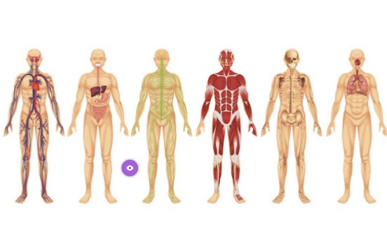 Imagen interactiva sistemas del cuerpo