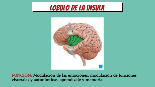 lobulo de la ínsula