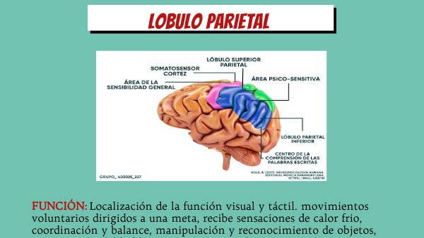 lobulo parietal