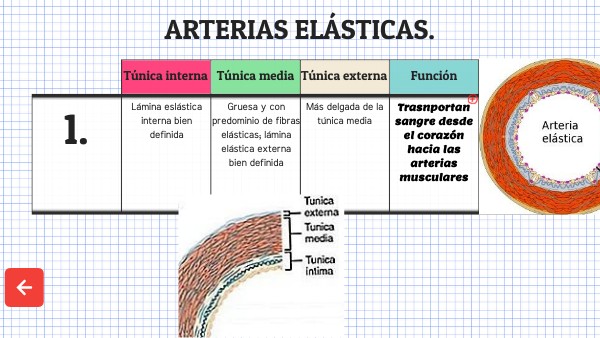 ARTERIAS ELÁSTICAS
