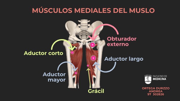 Músculos mediales del muslo