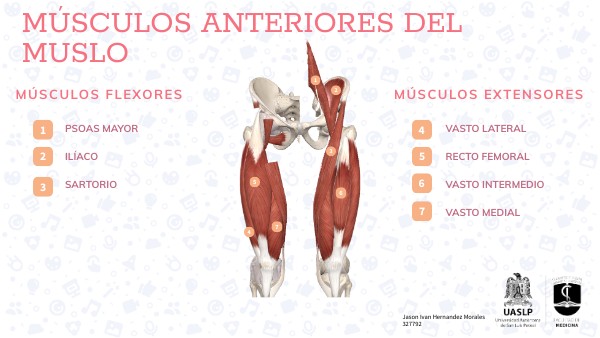 Músculos del compartimento anterior del muslo
