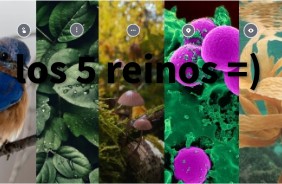 Los cinco reinos