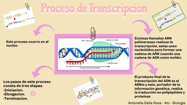 Proceso de transcripción