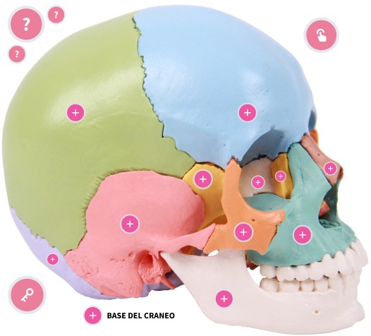HUESO DEL CRANEO