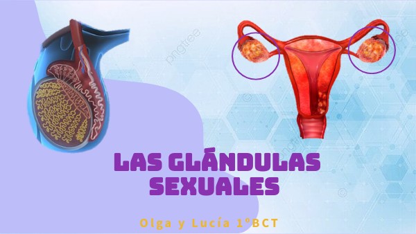 LAS GLANDULAS SEXUALES