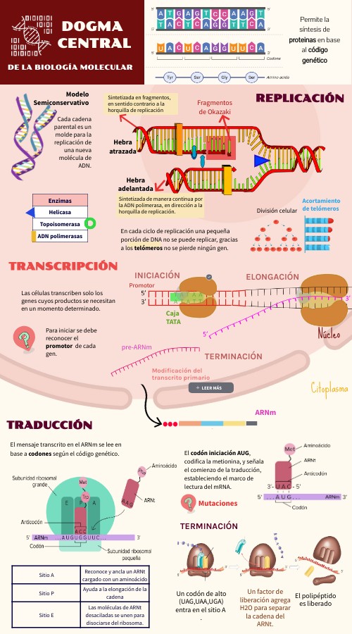Infografia Dogma central