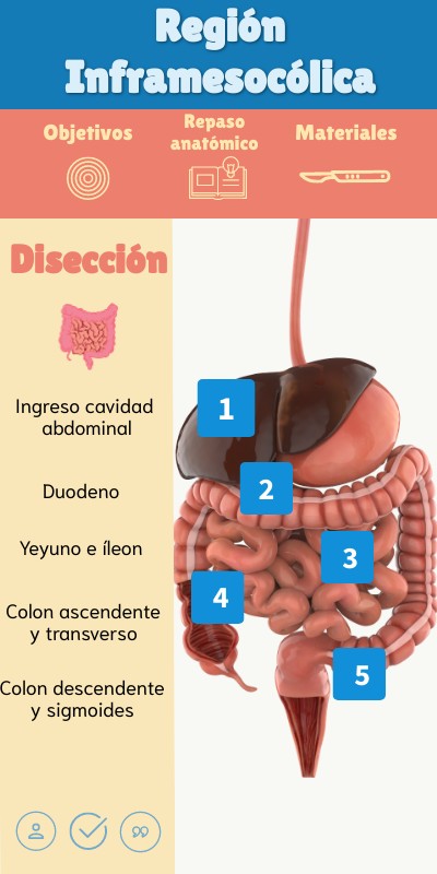Infografía Disección Región Inframesocólica