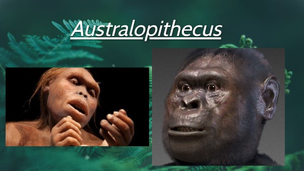 PRESENTACIÓN Australopithecus