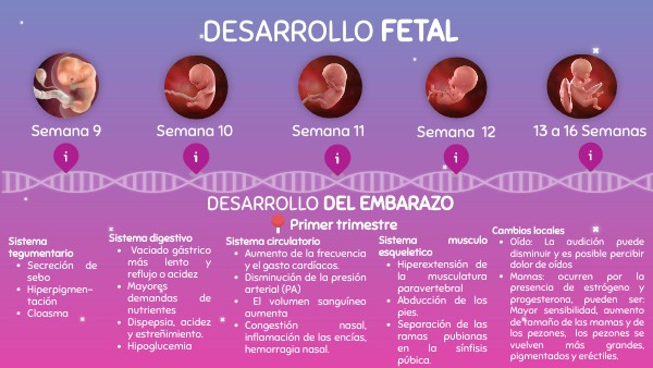 Desarrollo fetal