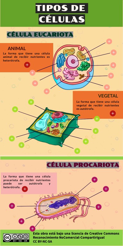 TIPOS DE CÉLULAS. 6º de Primaria.