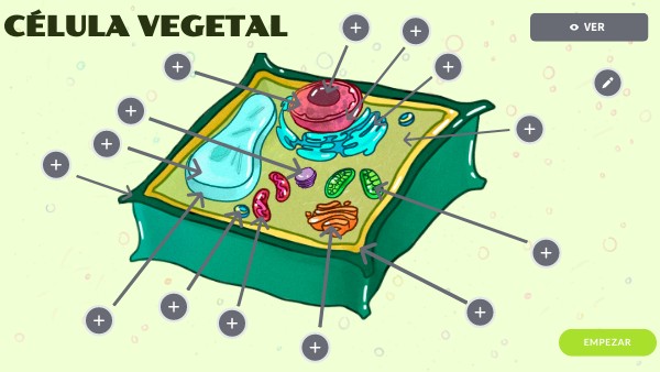 CÉLULA ANIMAL Y VEGETAL