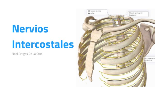 Nervios intercostales