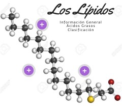 Los Lípidos