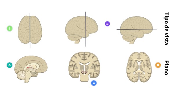 Planos cerebrales