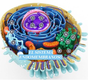 EL SISTEMA ENDOMEMBRANOSO