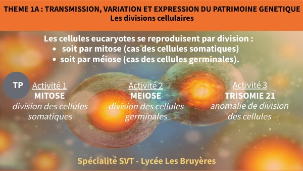 Divisions cellulaires