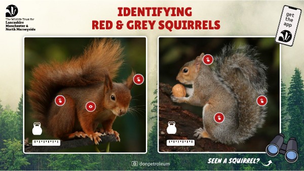 Identify red & grey squirrels