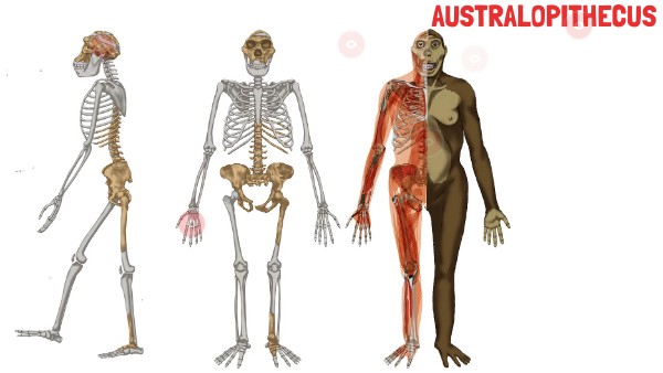 AUSTRALOPITHECUS