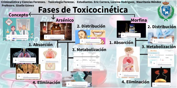 Copia - Imagen interactiva. Fases de Toxicocinética