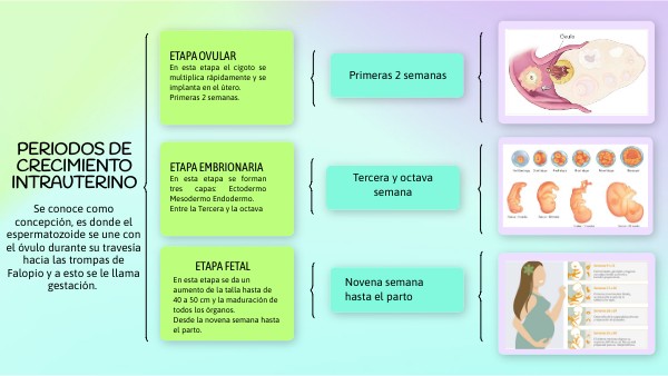 periodo intrauterino