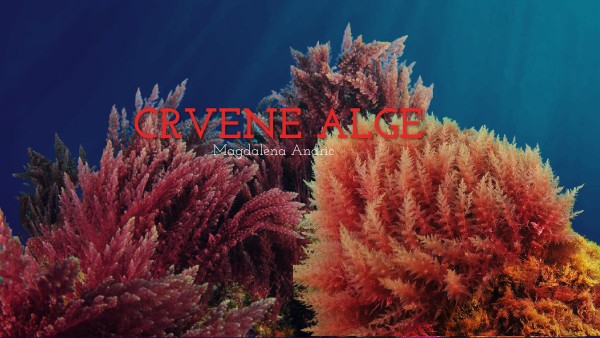 Crvene alge
