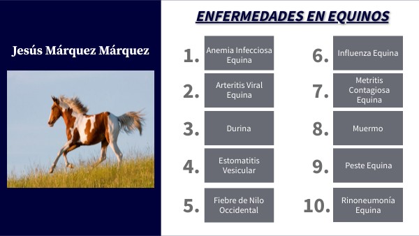 Infografía enfermedades caballos