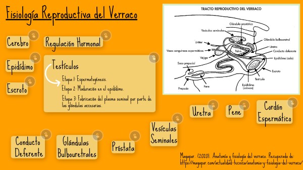 Fisiología Reproductiva del Cerdo
