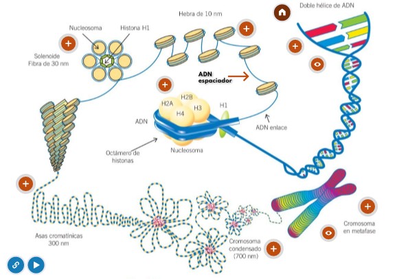 organización del ADN